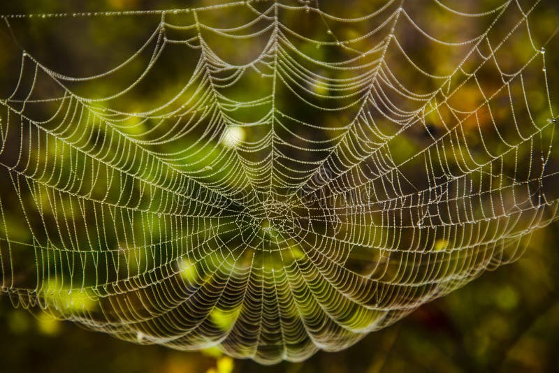 Close-up of Spider Weaving Web in Forest. Stock Image - Image of nature ...