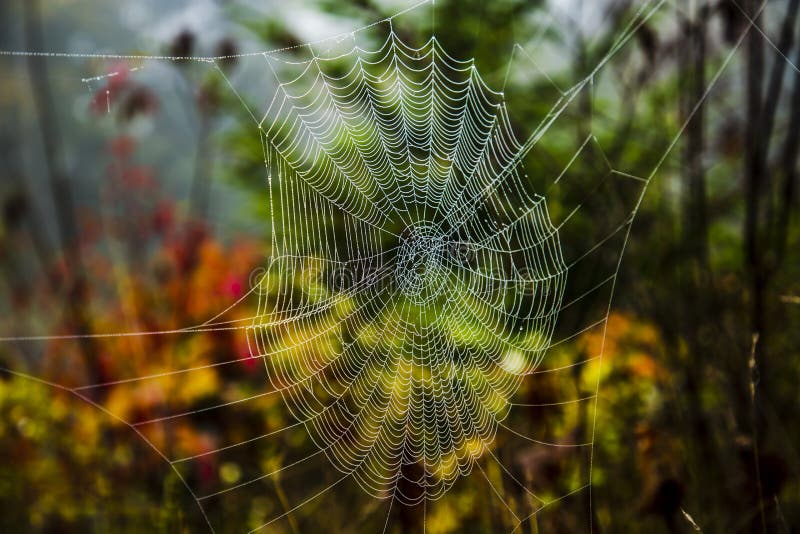 Close-up of Spider Weaving Web in Forest. Stock Image - Image of nature ...