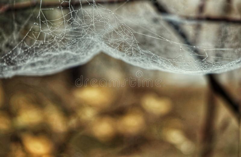 Close-up of spider web stock image. Image of nature - 252856603
