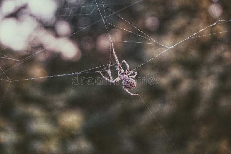 Close-up of spider on web stock photo. Image of close - 254550294