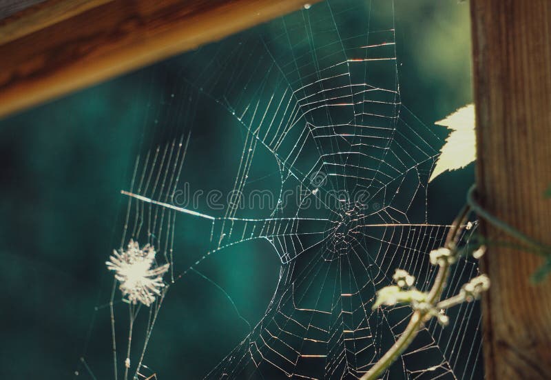 Close-up of spider on web stock photo. Image of animal - 254706294