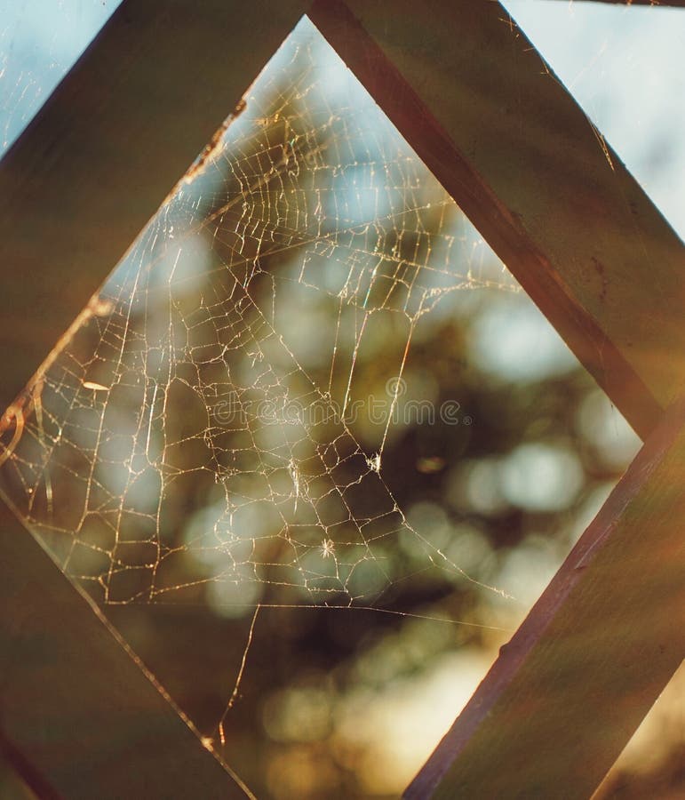 Close-up of Spider Web on Bench Stock Photo - Image of bench, spider ...