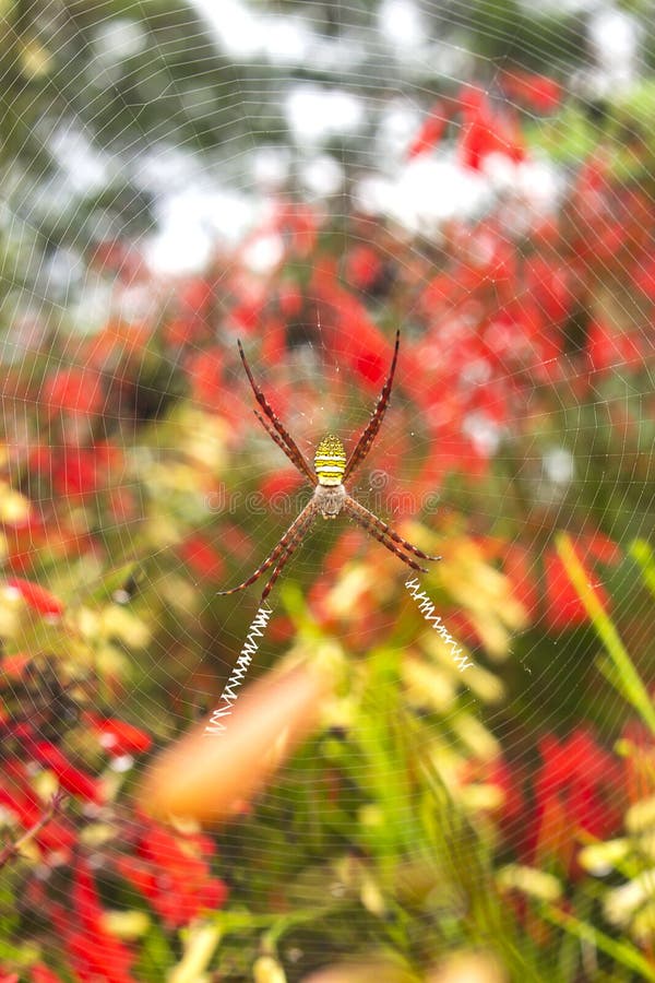 Closeup Spider on Web Pattern Blue Background Stock Image - Image of ...