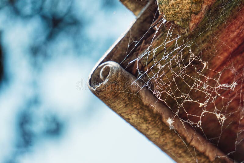 Close-up of Spider Web on Building Stock Image - Image of close, spider ...