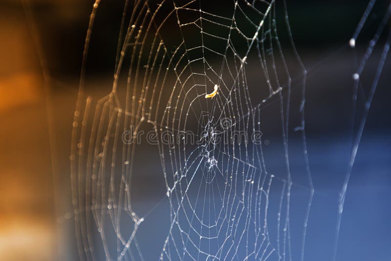 A Close up of a Spider Web stock image. Image of decoration - 185166491