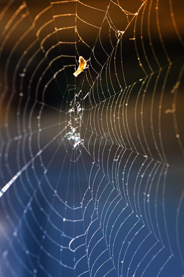 A Close up of a Spider Web stock image. Image of macro - 185166793