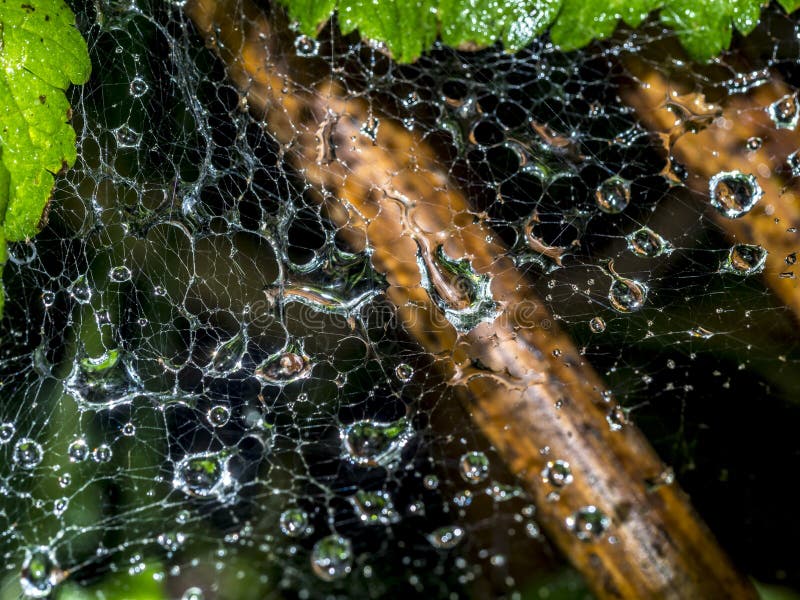 Close up of spider web stock image. Image of green, spider - 122895745