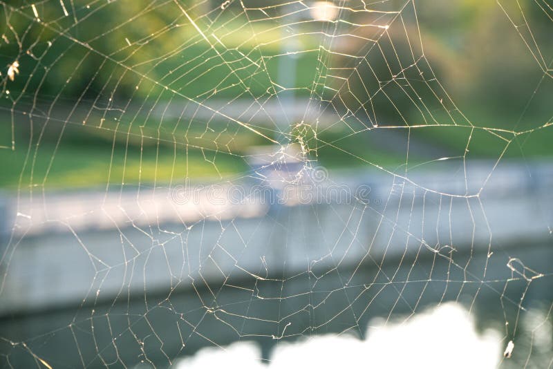 Close-up of the Spider Web or Cob Web with Midges and Flies on Warm ...