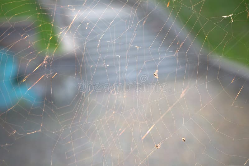 Close-up of the Spider Web or Cob Web with Midges and Flies on Warm ...