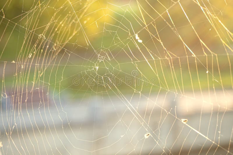 Close-up of the Spider Web or Cob Web with Midges and Flies on Warm ...