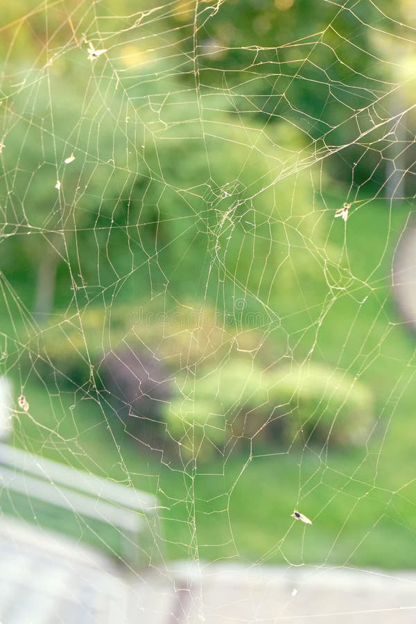 Close-up of the Spider Web or Cob Web with Midges and Flies on Warm ...