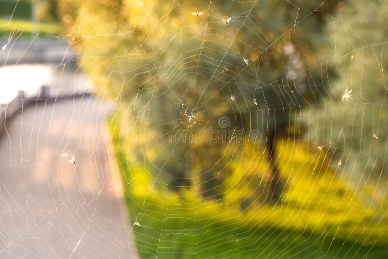 Close-up of the Spider Web or Cob Web with Midges and Flies on Warm ...
