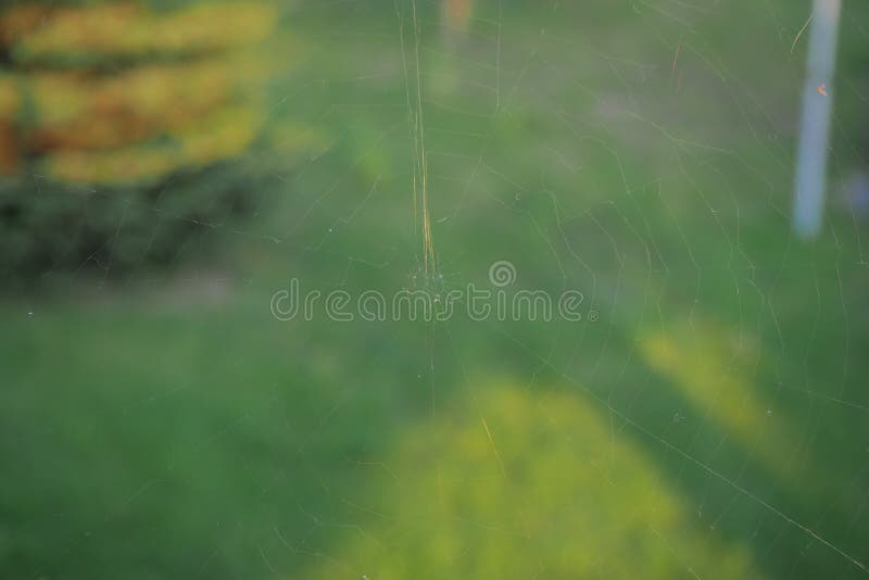 Close-up of the Spider Web or Cob Web with Midges and Flies on Warm ...
