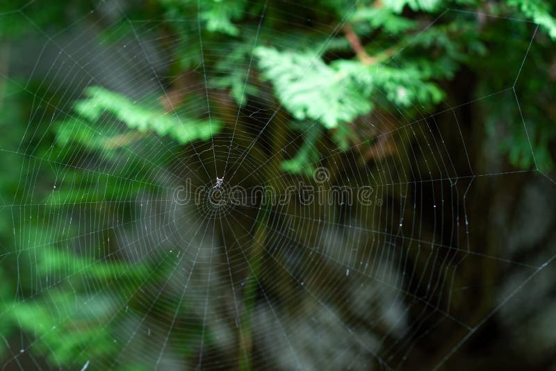 Close-up of the Spider Web or Cob Web with Midges and Flies on Warm ...