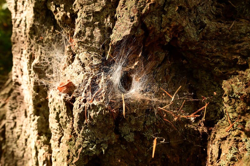 Close-up of a Spider Web on Tree Bark in a Forest Stock Illustration ...