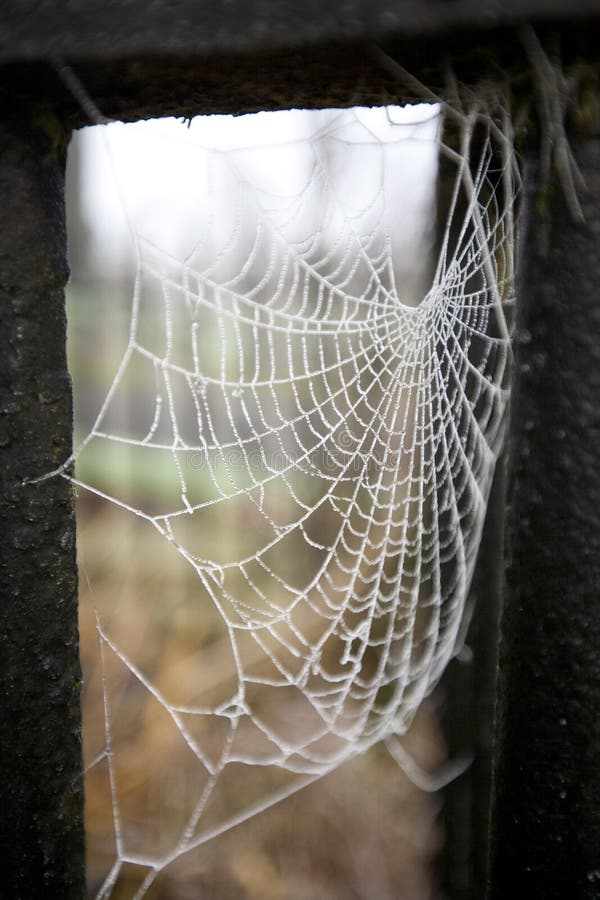 Close Up of Spider Web on Window Stock Photo - Image of decoration ...