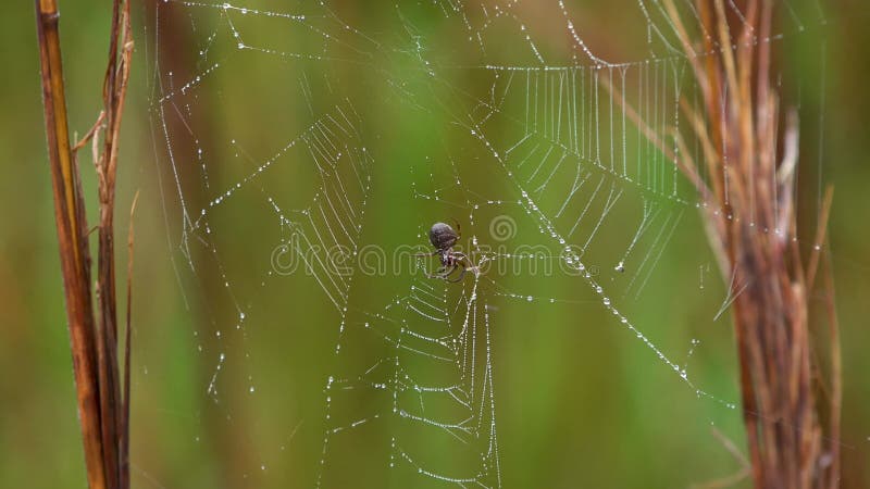 A Close-up of a Spider on a Wet Web Stock Video - Video of forest ...