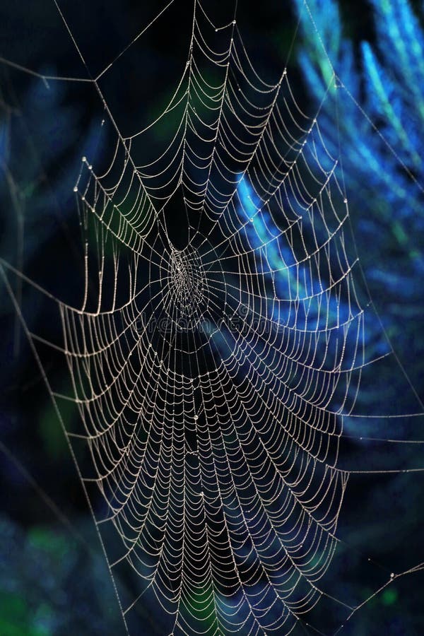 Close Up of a Spiders Cobweb on a Misty Dew Morning Stock Photo - Image ...