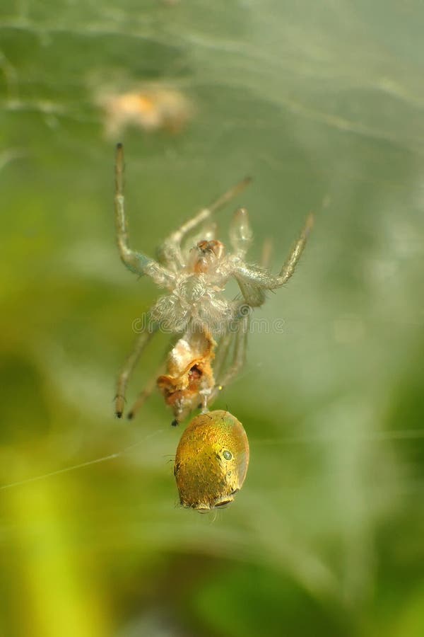 Close-up of Spiders Skin on the Web Stock Photo - Image of spider ...