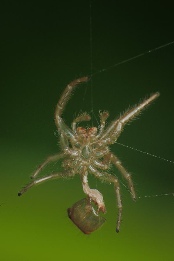 Close-up of Spiders Skin on the Web Stock Image - Image of insect ...