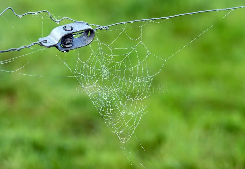 Close-up Of A Spiderweb Picture. Image: 3798168