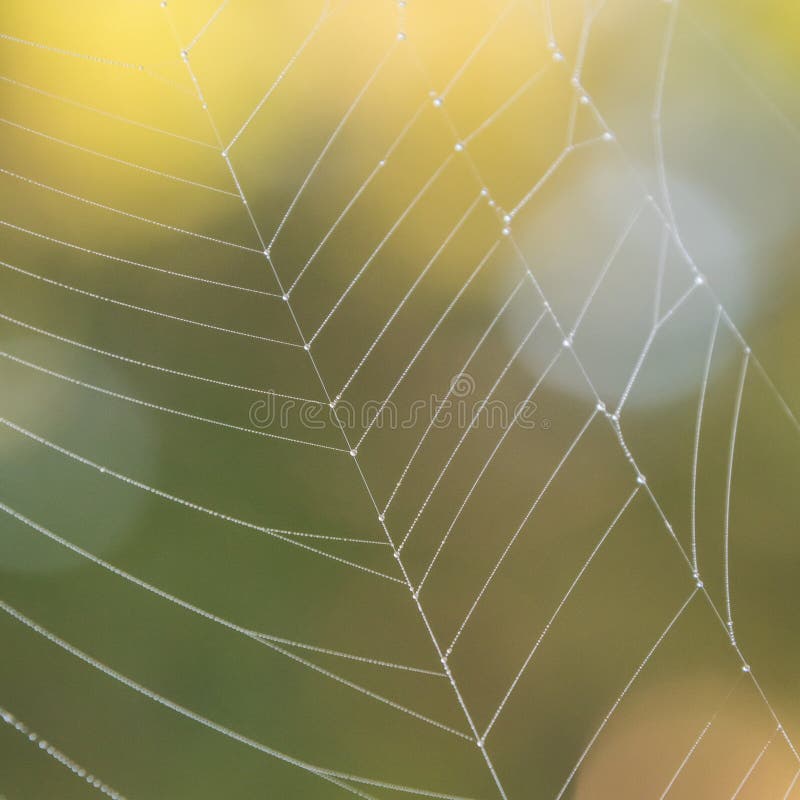 Dew Covering the Strands of a Spider Web Stock Image - Image of colors ...