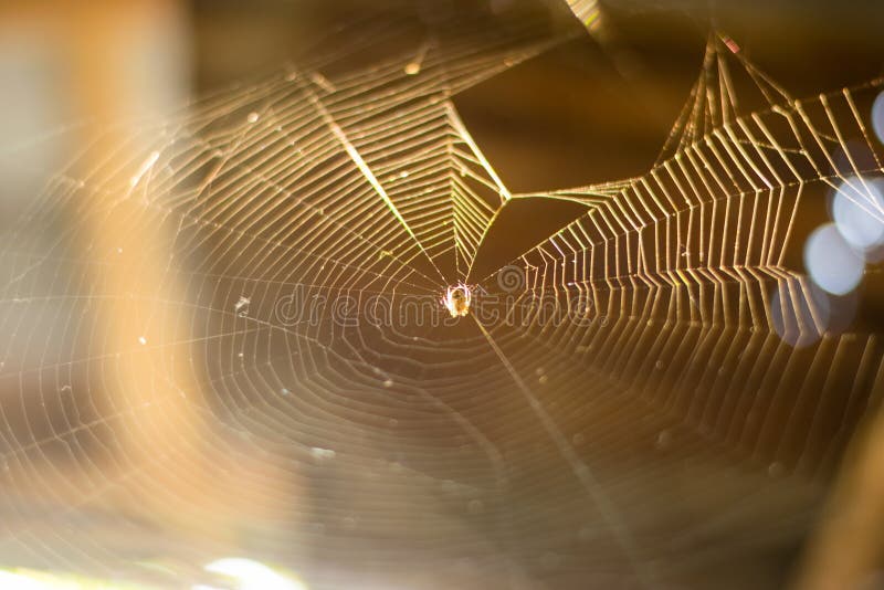 Golden Spiderweb in Sunlight Stock Photo - Image of summer, wildlife ...
