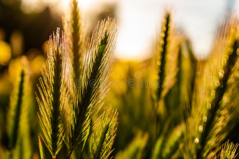 Close-up of Spike of Grass in Backlight, Scene Illuminated with the Sun ...