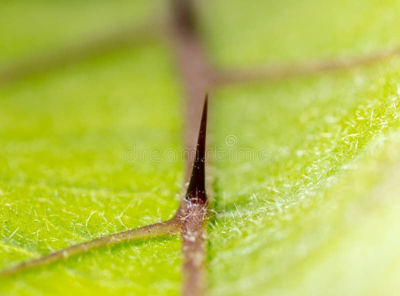 Green Spike on the Grass in Spring Stock Photo - Image of spike ...