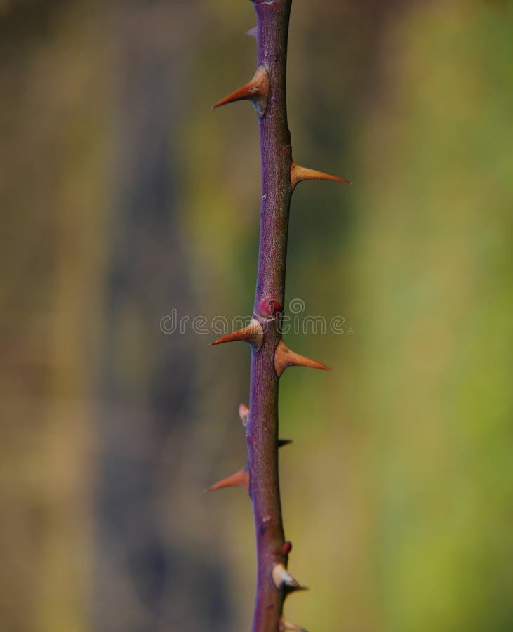 A Close-up of a Spiked Rose Stem Stock Image - Image of nature, green ...