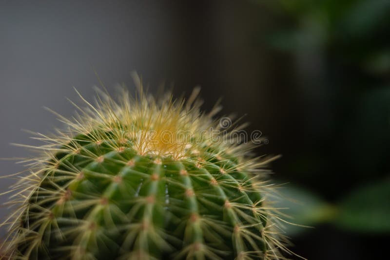 Close Up of the Spikes of a Barrel Cactus Which is Grown at Home Stock ...