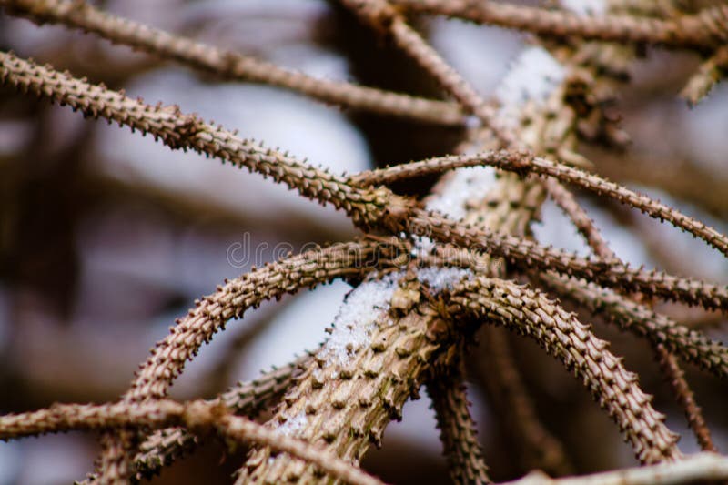 Close-up of Spiky Branches in Nature Stock Illustration - Illustration ...