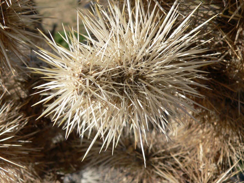 Spiky plant in desert stock image. Image of natural, landscape - 7192635