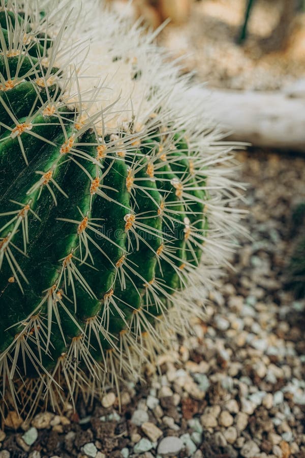 Close Up of a Spiky Needled Cactus Stock Photo - Image of nature ...