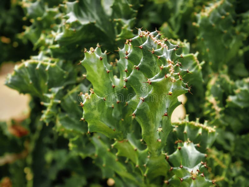 Cactus Spiky Succulent Green Plants Stock Photos - Download 764 Royalty ...