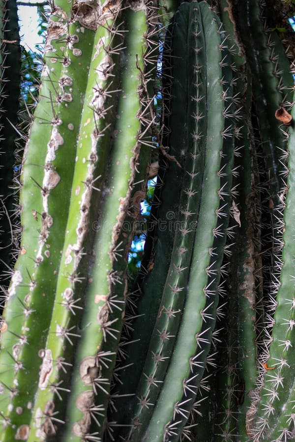Close-up of the Spines on a Cactus Green Texture Nature Background ...