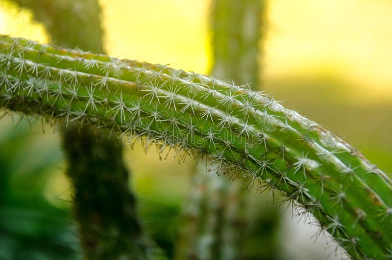 Close up of a spiny cactus stock photo. Image of closeup - 128800870