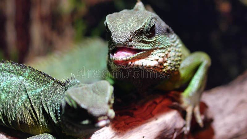 Close Up of Spiny Lizard Looks Around Stock Video - Video of armor ...