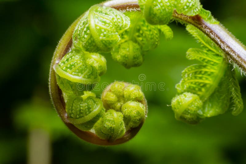 Close Up the Spiral of Leaves Stock Image - Image of botanical ...