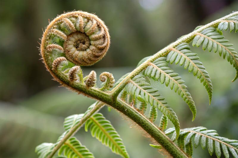 A Close-up of the Spiral Pattern in a Fern Leaf Stock Illustration ...