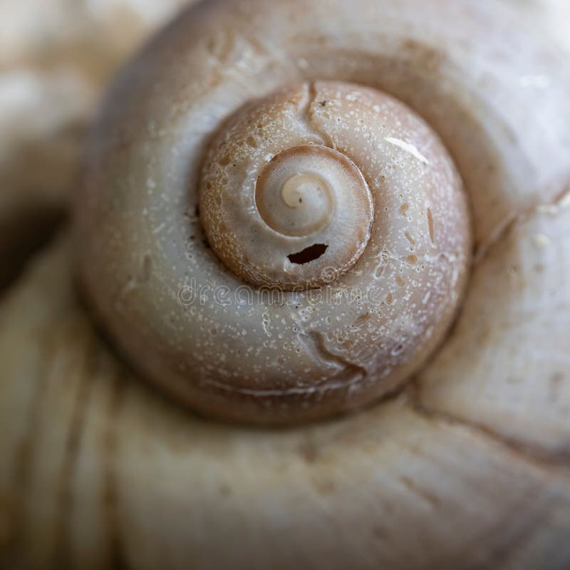 Close-up of a Spiral Seashell Showcasing Its Intricate Patterns and ...