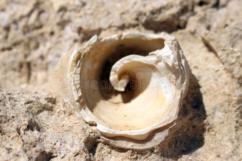 Close Up of a Spiral Shell Fossil Set Against a Rough Rock Background ...