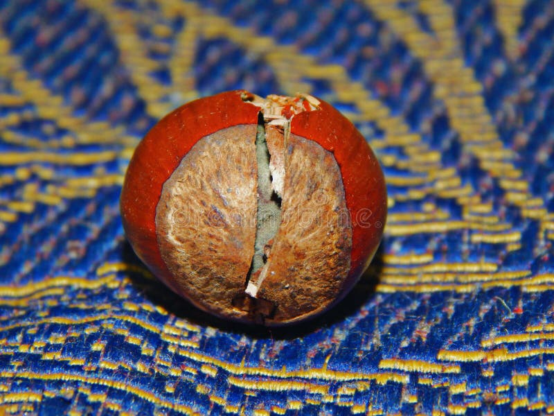 180 Rotten Nuts Photos - Free & Royalty-Free Stock Photos from Dreamstime