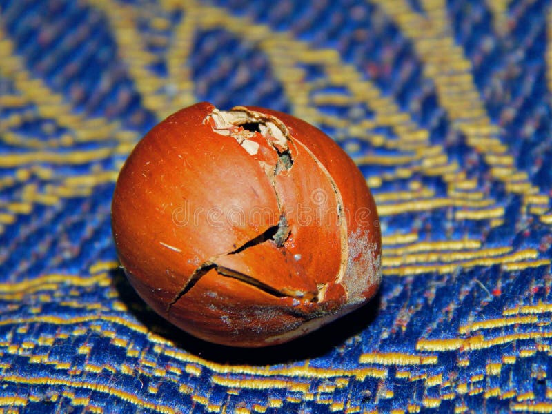 205 Rotten Nuts Stock Photos - Free & Royalty-Free Stock Photos from ...