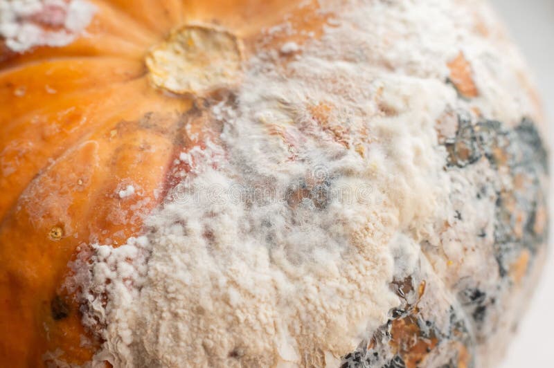 Mouldy pumpkin stock image. Image of autumn, freshness - 47067277