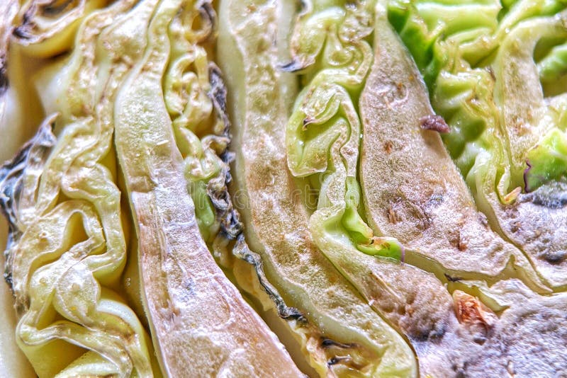 461 Rotten Cabbage Stock Photos - Free & Royalty-Free Stock Photos from ...