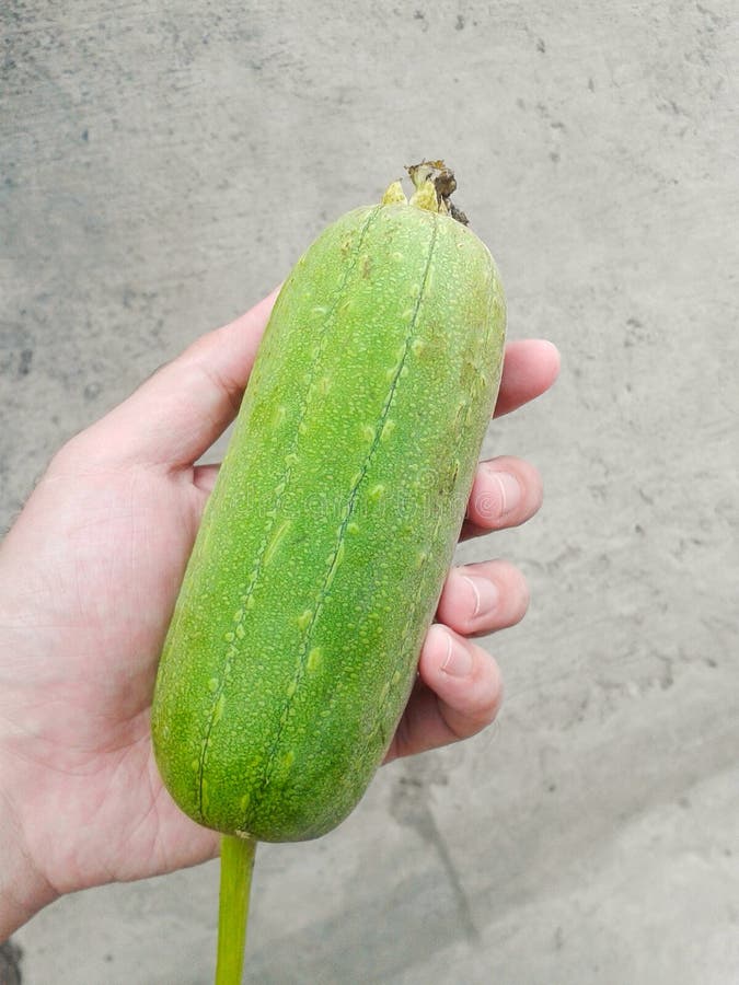 Sponge Gourd on hand stock photo. Image of vegetable - 127559826