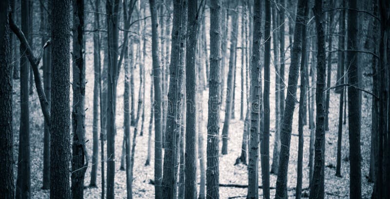 Close Up of Spooky Trees Trunks in Fall Forest Stock Photo - Image of ...