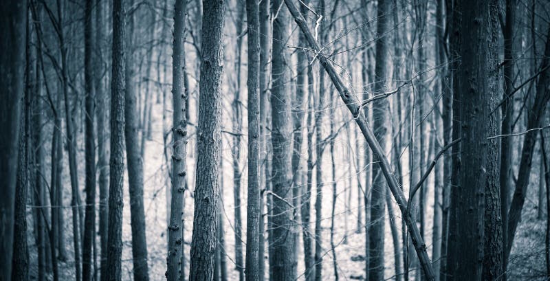 Close Up of Spooky Trees Trunks in Fall Forest Stock Image - Image of ...