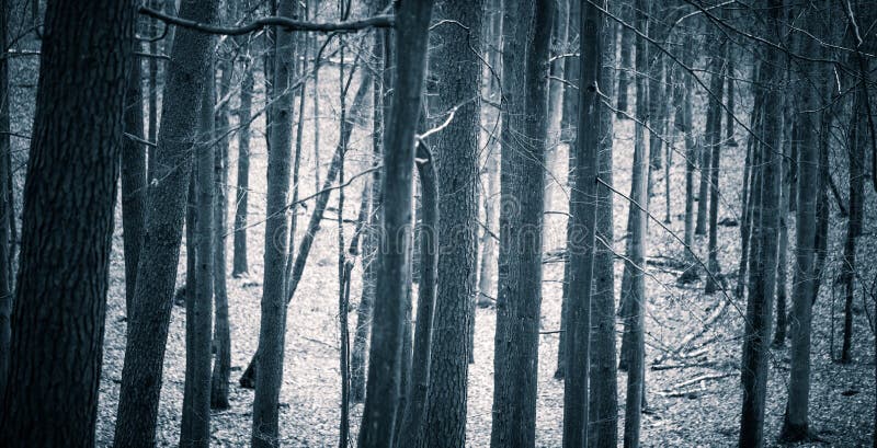 Close Up of Spooky Trees Trunks in Fall Forest Stock Image - Image of ...